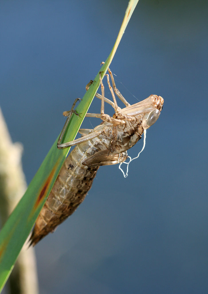 File:Anax imperator exuvia2.jpg - Wikimedia Commons