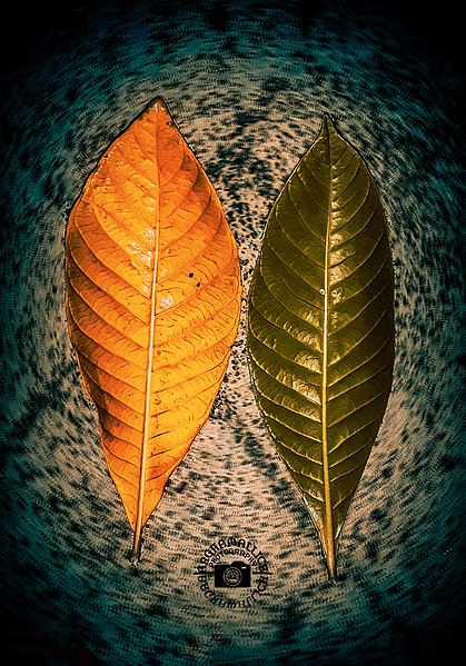 File:Liveliness vs Illness.jpg - Wikimedia Commons